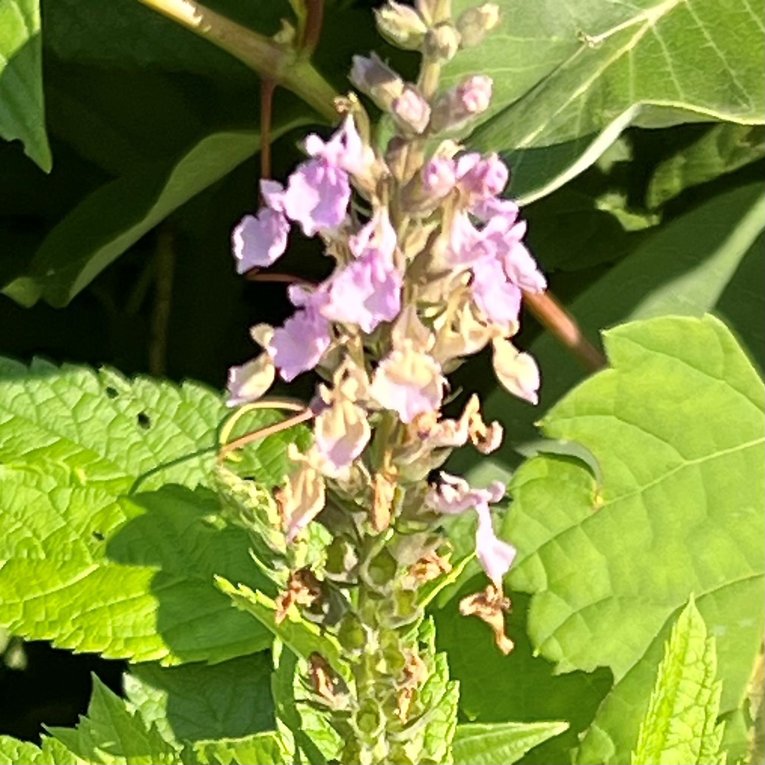 Images du mer-fleuri [002.023.207] | Clodjee's Safe-House