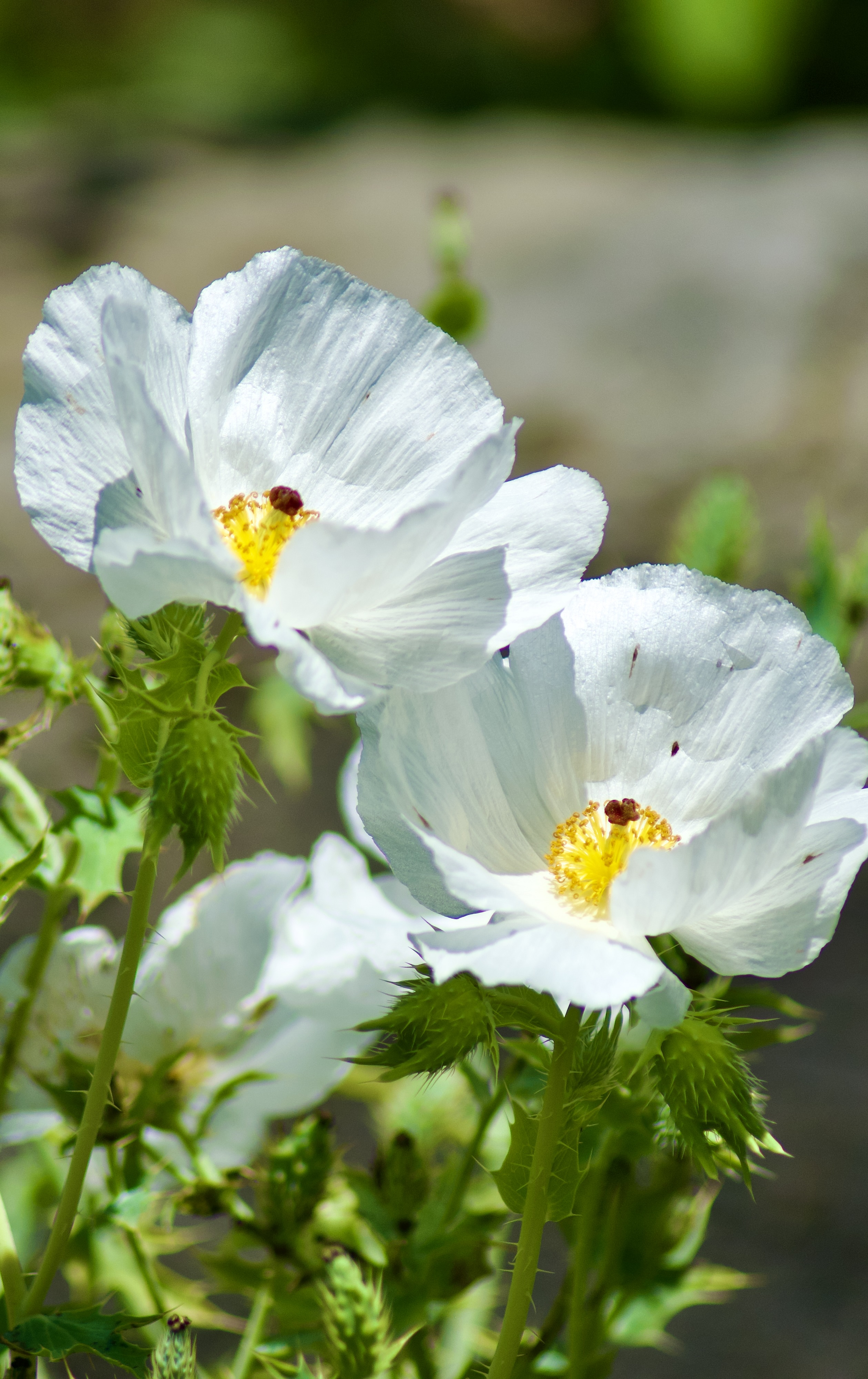 Images du mer-fleuri [002.024.241] | Clodjee's Safe-House